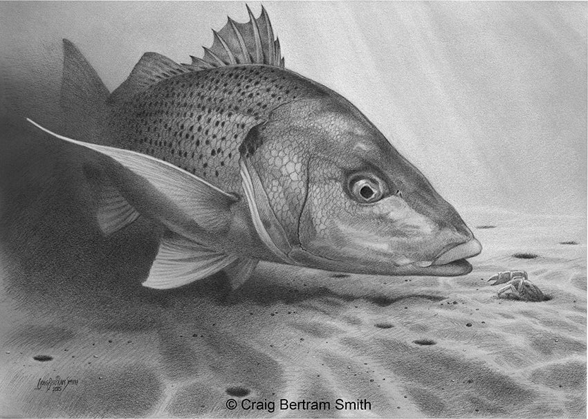 Spotted Grunter Drawing – Craig Bertram Smith